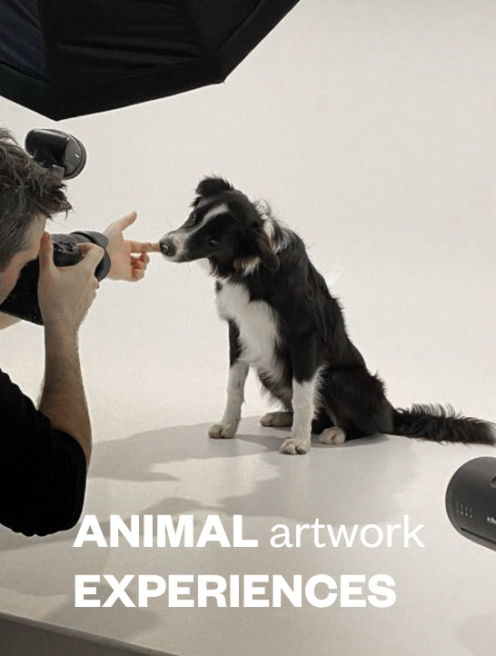 Experience - Tame and Wild Studio